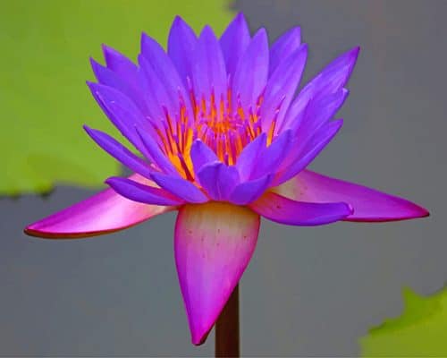 Purple Lotus - Paint By Numbers - Num Paint Kit