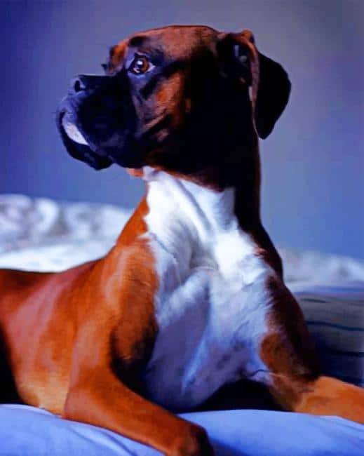 Boxer Dog Animals Paint By Numbers NumPaint Paint By Numbers Boxer Dog Animals Paint By Numbers NumPaint Paint By Numbers