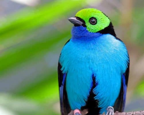 Checkered Bird Of Paradise - Paint By Numbers - Num Paint Kit