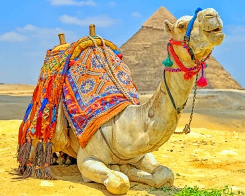 Desert Camel - Animals Paint By Numbers - Num Paint Kit