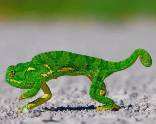 Green Gecko Lizard - Paint By Numbers - Num Paint Kit