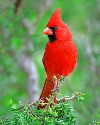 Northern Cardinal Bird - Paint By Numbers - Num Paint Kit