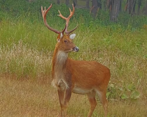 Barasingha Deer - Animals Paint By Numbers - Num Paint Kit