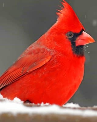 Cardinal Bird - Paint By Numbers - Num Paint Kit