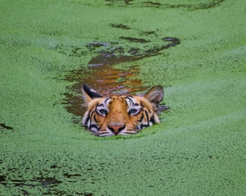 Wild Tiger In Swamp - Animals Paint By Numbers - Num Paint Kit