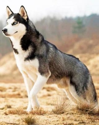 Siberian Husky Dog – Animals Paint By Number - Num Paint Kit