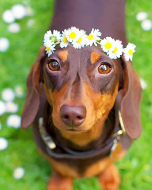 Adorable Sausage Dog Paint By Number Num Paint Kit Adorable Sausage Dog Paint By Number Num Paint Kit