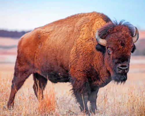 Bison - Paint By Number - Num Paint Kit