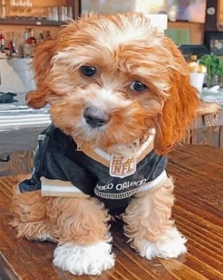 Cockapoo Dog - Paint By Numbers - Num Paint Kit