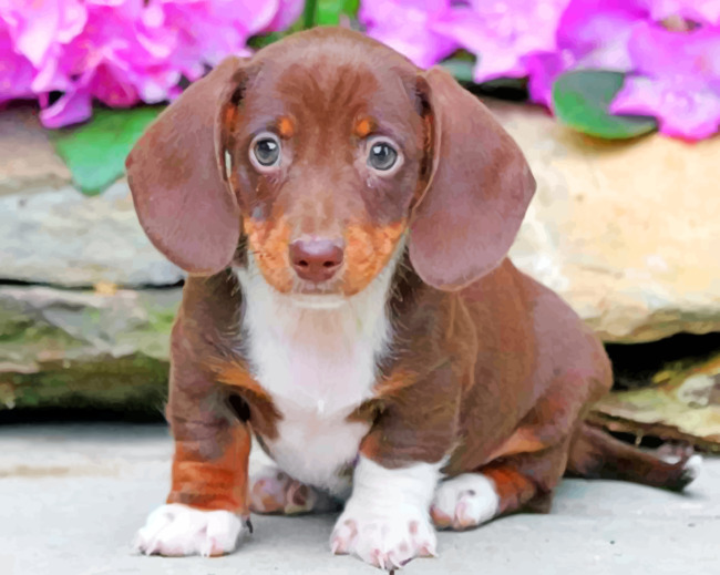 Brown Sausage Dog Paint By Number Num Paint Kit Brown Sausage Dog Paint By Number Num Paint Kit