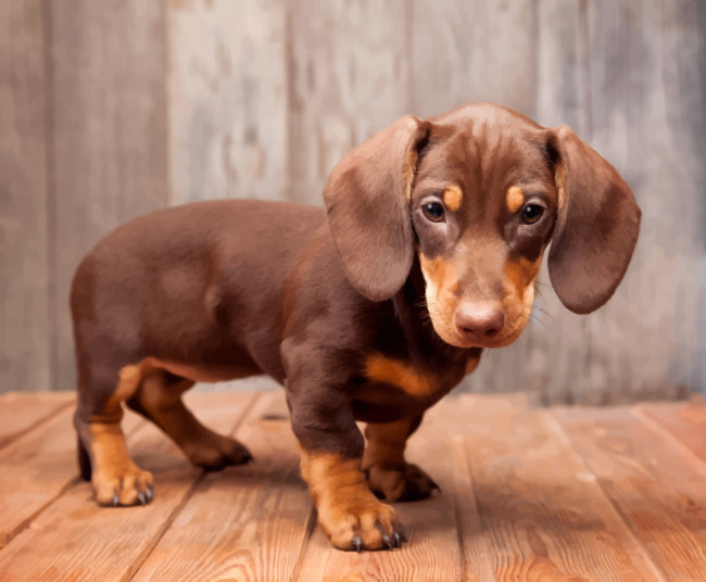 Little Brown Sausage Dog Paint By Number Num Paint Kit Little Brown Sausage Dog Paint By Number Num Paint Kit