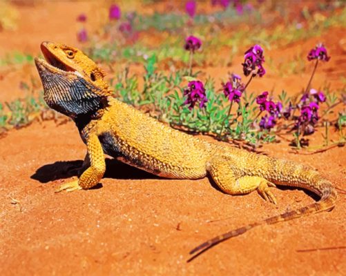 Desert Bearded Dragon - Paint By Number - Num Paint Kit