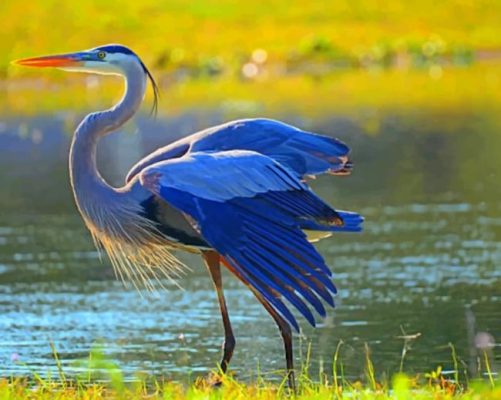 Great Blue Heron - Paint By Number - Num Paint Kit