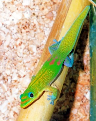 Green Gecko - Paint By Number - Num Paint Kit
