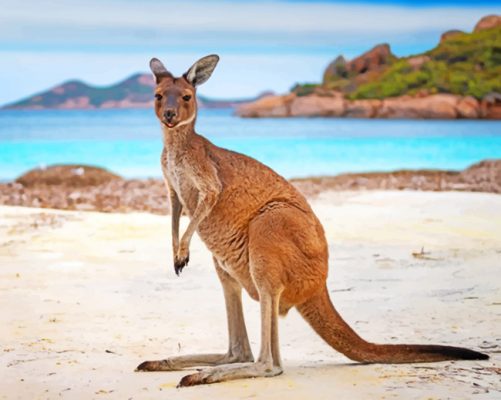 Australian Kangaroo - Paint By Number - Num Paint Kit