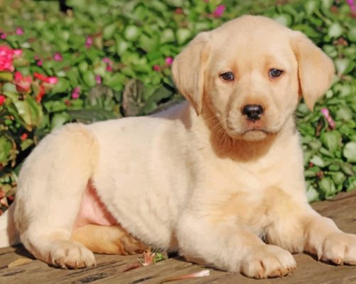 Yellow Labrador - Paint By Number - Num Paint Kit