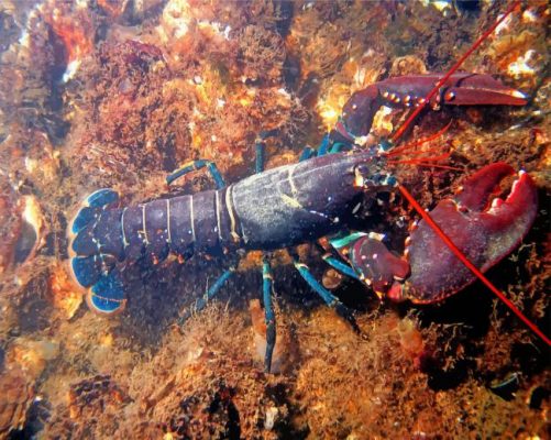 Lobster - Paint By Number - Num Paint Kit