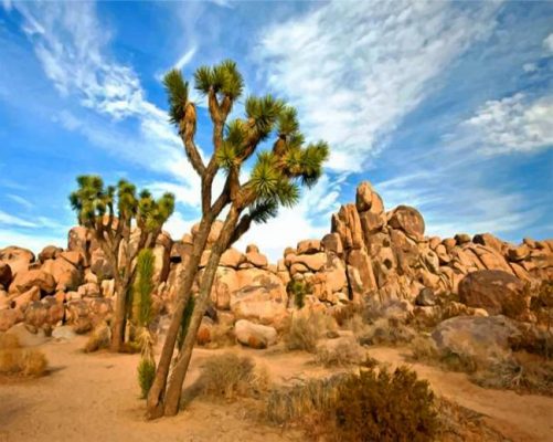 Joshua Tree National Park - Paint By Number - Num Paint Kit