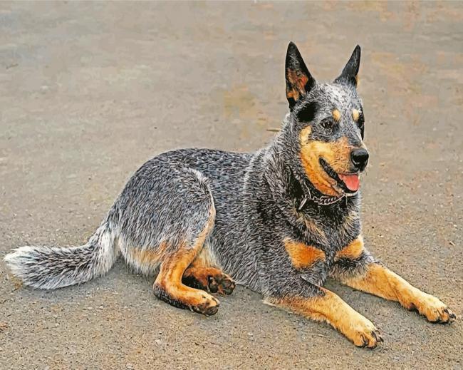 Australian Cattle Dog Paint By Number Num Paint Kit Australian Cattle Dog Paint By Number Num Paint Kit
