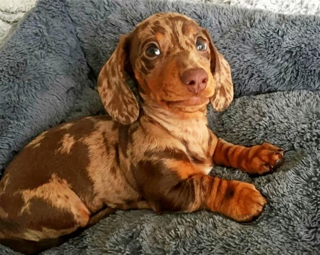 Cute Sausage Dog Paint By Number NumPaint Paint By Numbers Cute Sausage Dog Paint By Number NumPaint Paint By Numbers