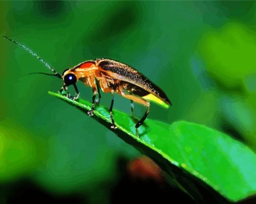 Firefly Insect – Paint By Number - Num Paint Kit