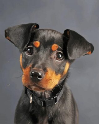 Cute Face Miniature Pinscher - Paint By Numbers - Num Paint Kit