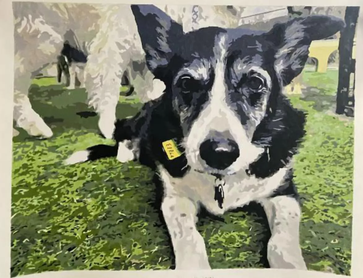 Paint By Numbers Custom Pets - Num Paint Kit