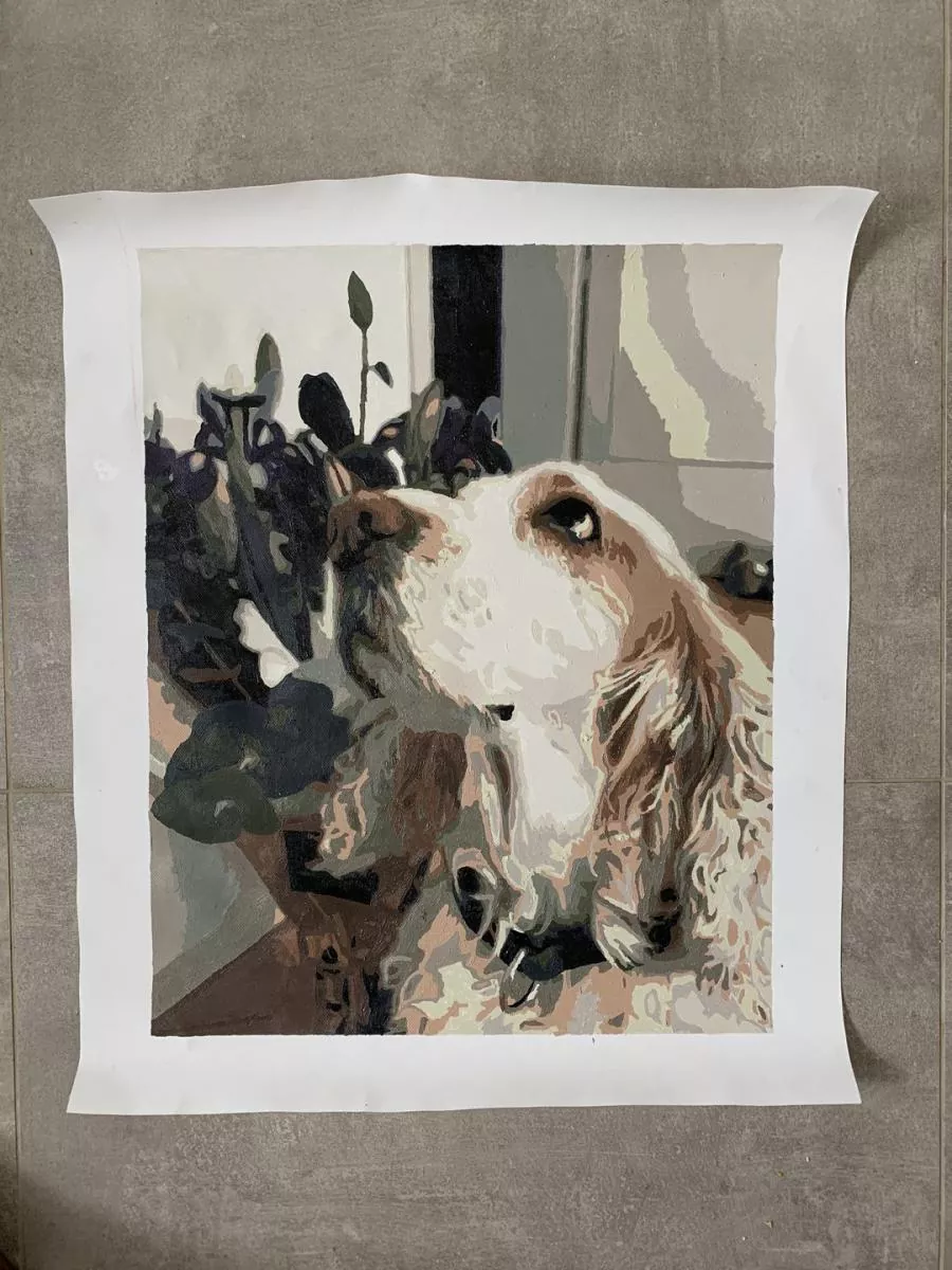 Paint By Numbers Custom Pets - Num Paint Kit